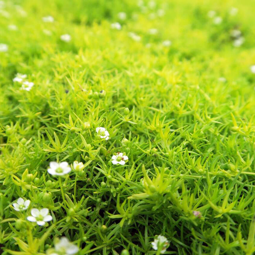 Sagina (Irish Moss) – Seafoam Lavender