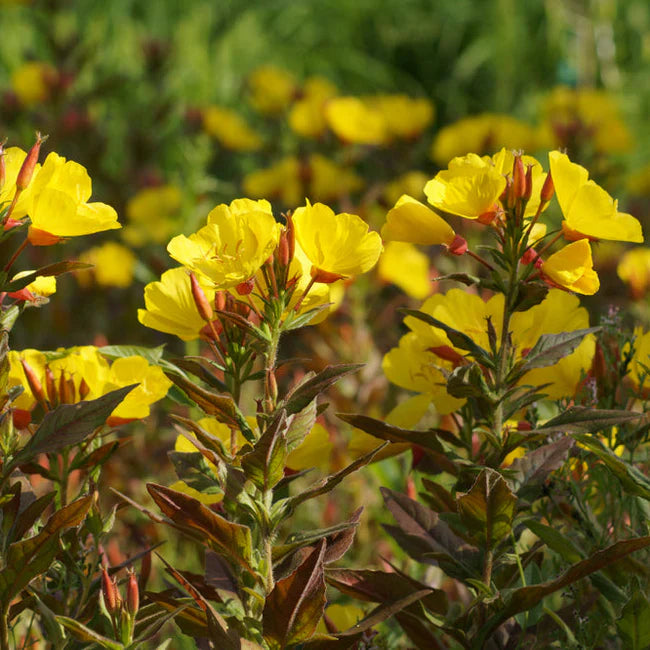 Common Evening Primrose Seeds – Seafoam Lavender